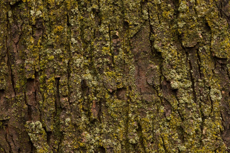 Maple Tree Bark with Moss Close Up. Stock Image - Image of design ...