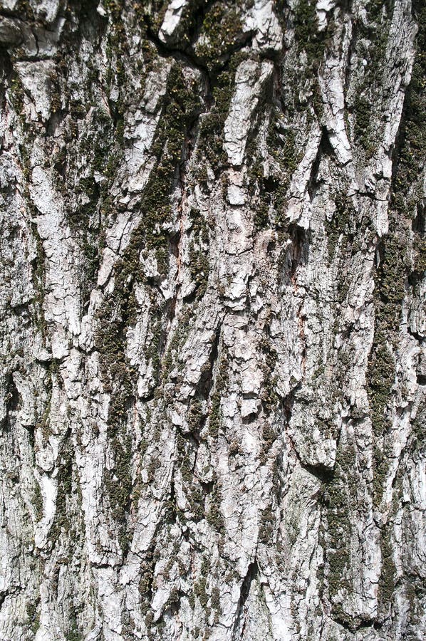 Maple tree bark texture stock photo. Image of rough, maple - 45878536