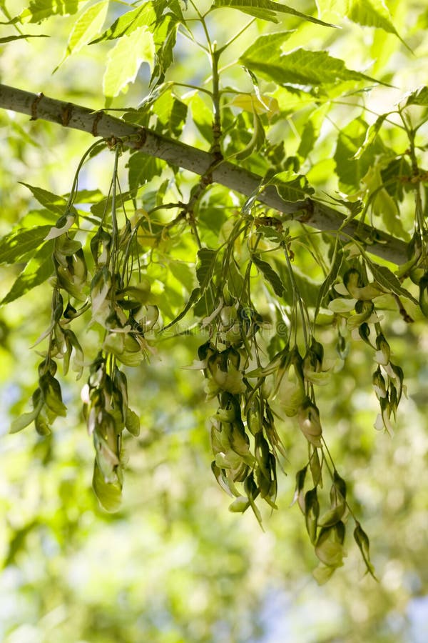 Maple tree stock photo. Image of branches, acer, county - 223254146