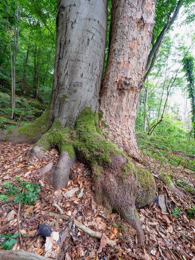 Symbiosis of Beech Maple. Two Trees Growth Together Stock Photo - Image ...