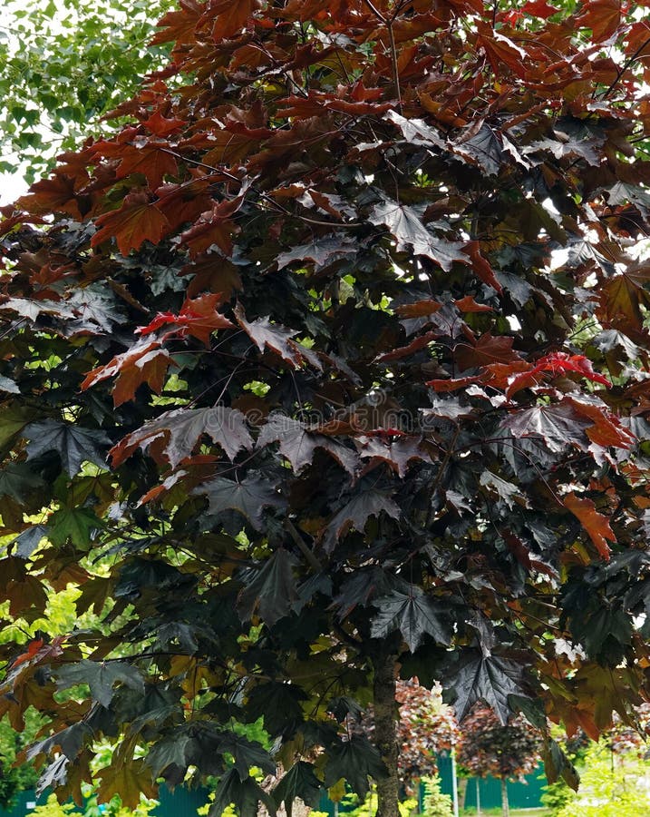 black maple tree pictures