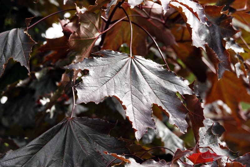 Maple Tree with Black Leaves Stock Image - Image of fruits, leaves ...