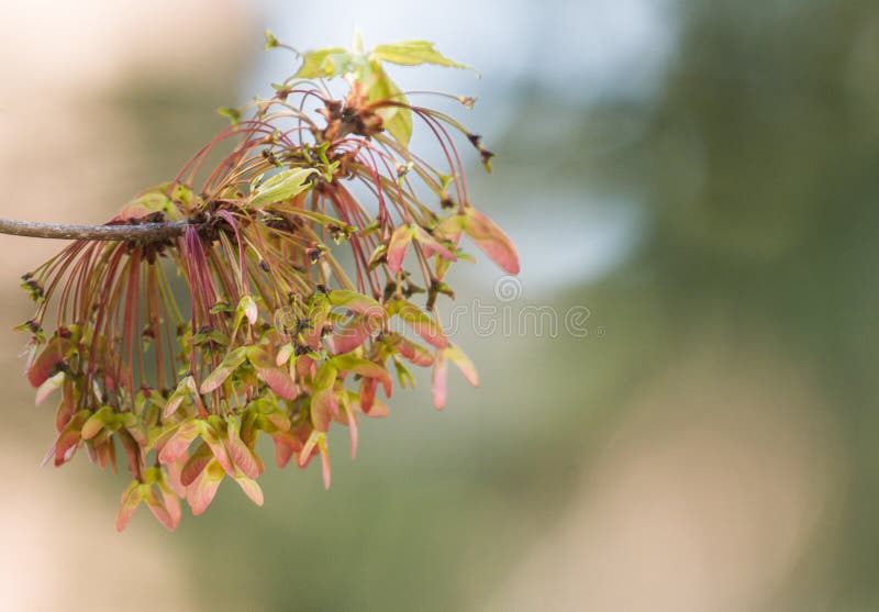 Maple Tree Blooms in Early Spring Stock Photo - Image of leaf, autumn ...