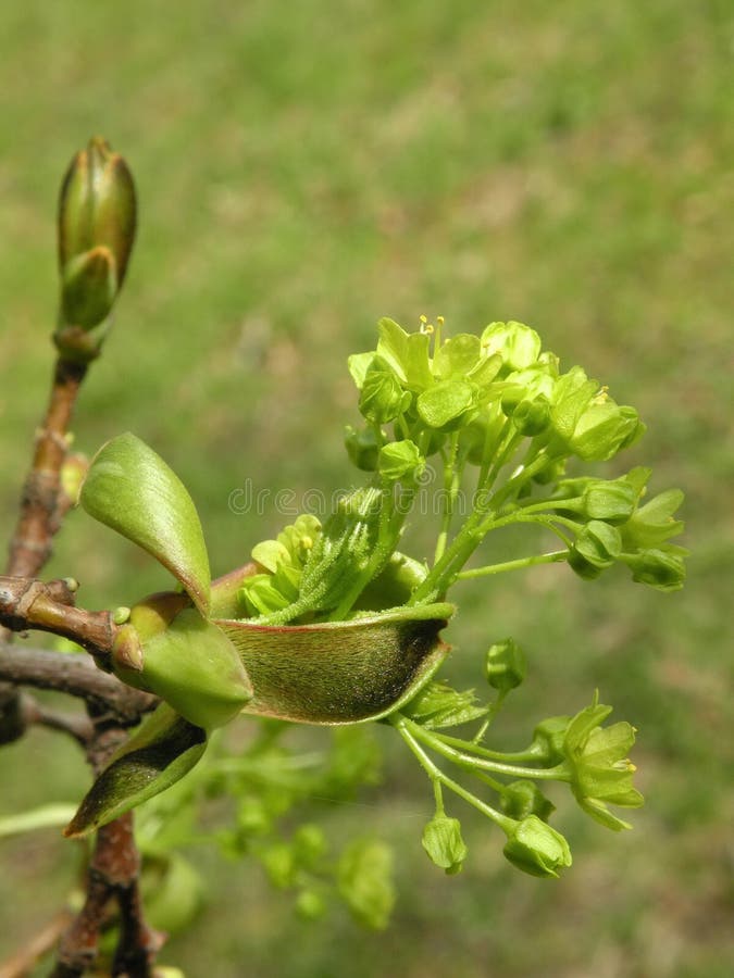 Maple tree spring bud stock photo. Image of spring, plant - 46972906