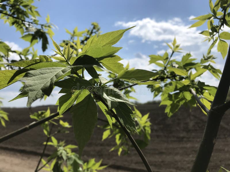 The Maple Tree Blooms Its First Leaves in the Spring Stock Photo ...