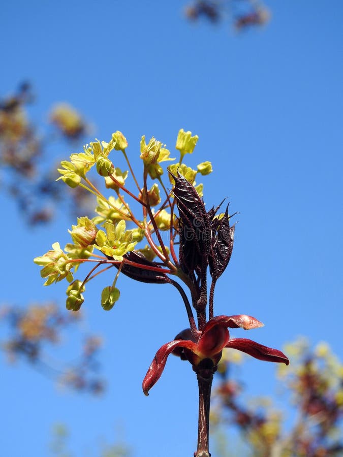 Maple tree blooms stock photo. Image of closeup, tree - 92737926