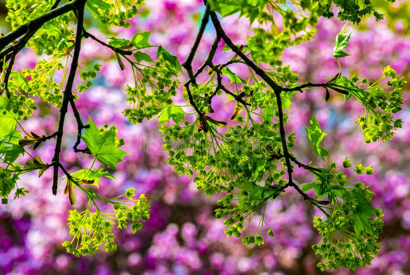 Maple Tree in Blossom in Foreground, Canada Stock Image - Image of ...