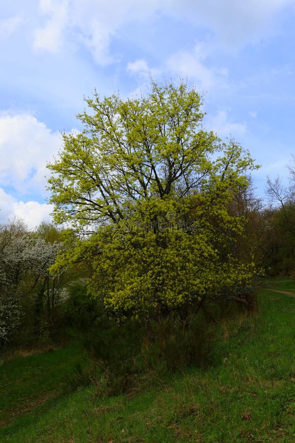 Maple Tree in Blossom with Fresh Green Leaves Stock Image - Image of ...