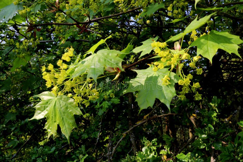 Maple Tree in Blossom with Tiny Yellow Flowers and Fresh Green Leaves ...