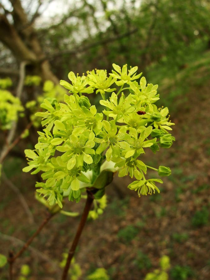 Maple tree blossom stock image. Image of flora, leaves - 148763827