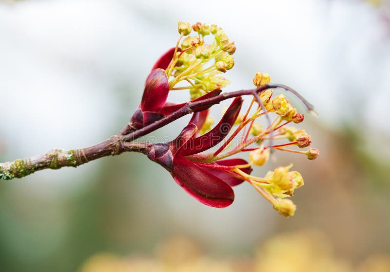 Maple tree blossoms stock image. Image of botany, foliage - 144331135