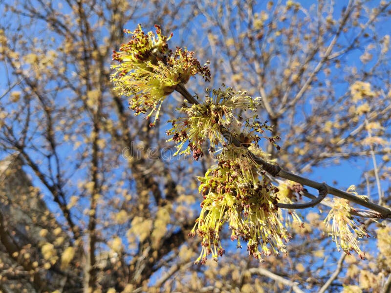 Maple flower stock photo. Image of buds, flora, deciduous - 181917436