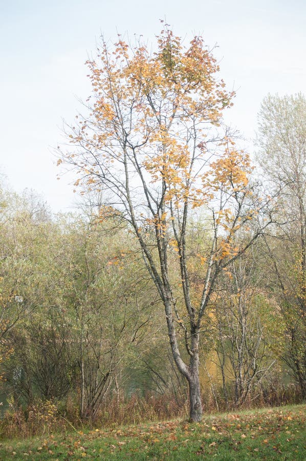 Maple Tree in Border River with Autumnal Leaves Stock Image - Image of ...