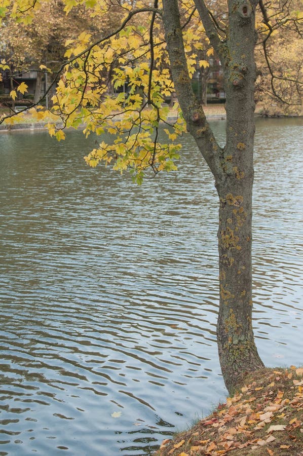Maple tree in border water stock photo. Image of orange - 103556000