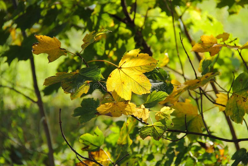 Maple Tree Branch in Autumn Stock Image - Image of branch, enlightened ...