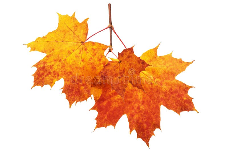 Maple Tree Branch with Fall Leaves Isolated on White. Save Work Path ...