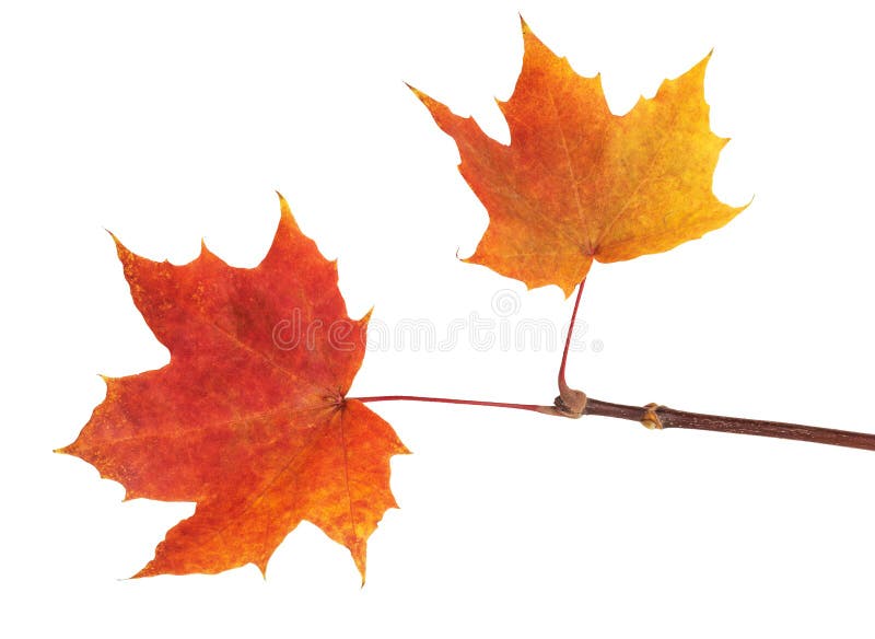 Maple Tree Branch with Fall Leaves Isolated on White. Save Work Path ...