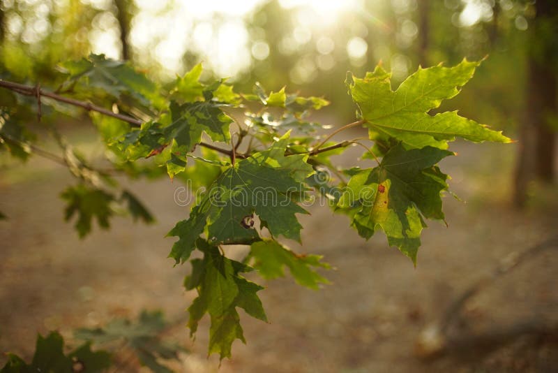 Maple Tree Branch with Green Foliage and Sunlight in Autumn Forest ...