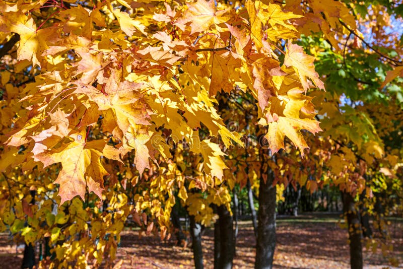 Maple Tree Branch with Orange Withered Leaves. Closeup View Stock Image ...