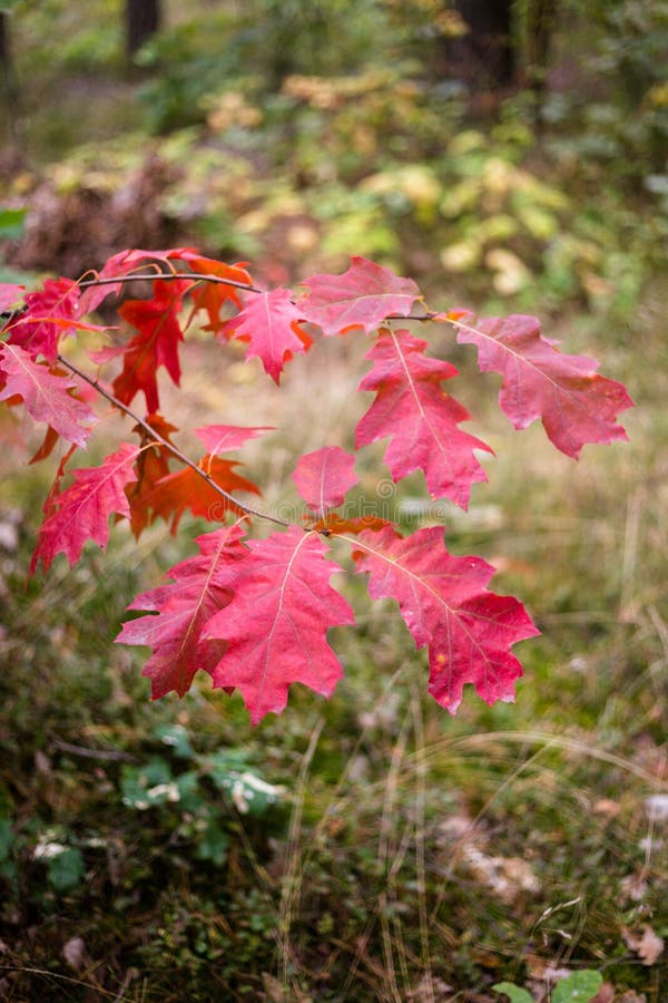 Maple Tree Branch with Red Leaves in Autumn Forest, Fall Background ...