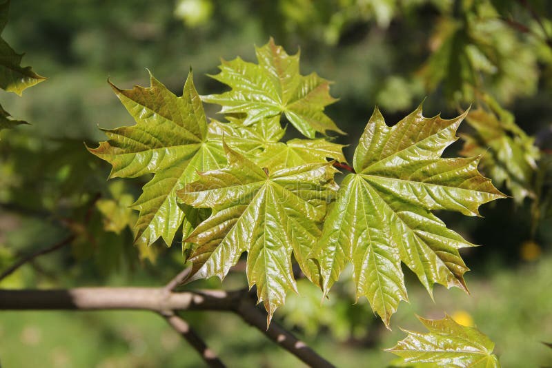Maple Tree Branch with Shiny Leaves with the Background of Nature on ...