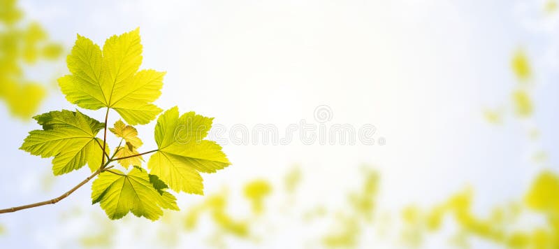 Maple Tree Branch Spring Horizontal Background Stock Image - Image of ...