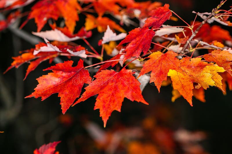 Maple Tree Branch Turning Colors in Early October Stock Photo - Image ...