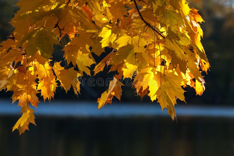 Maple tree branch stock image. Image of twig, woods, landscape - 32694719