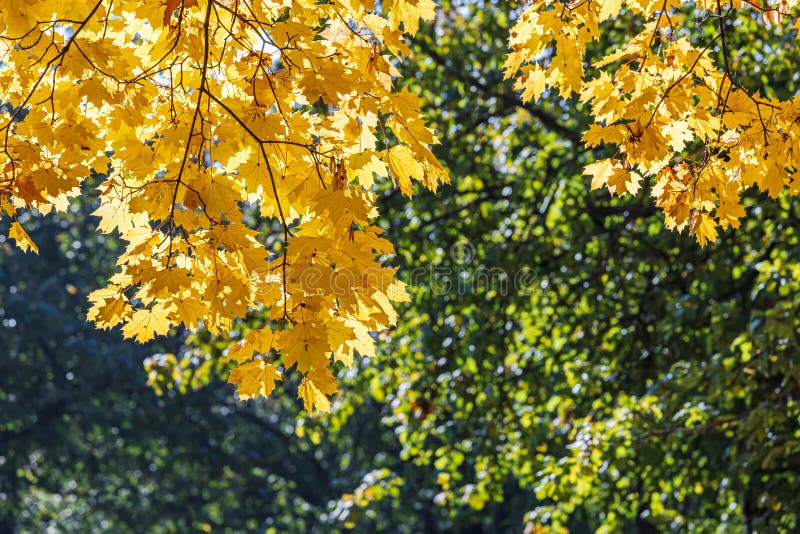 Maple Tree Branch with Yellow Dry Leaves on Defocused Park Trees ...