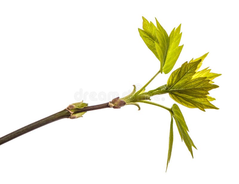 Maple Tree Branch with Young Green Leaves. Isolated on White Stock ...