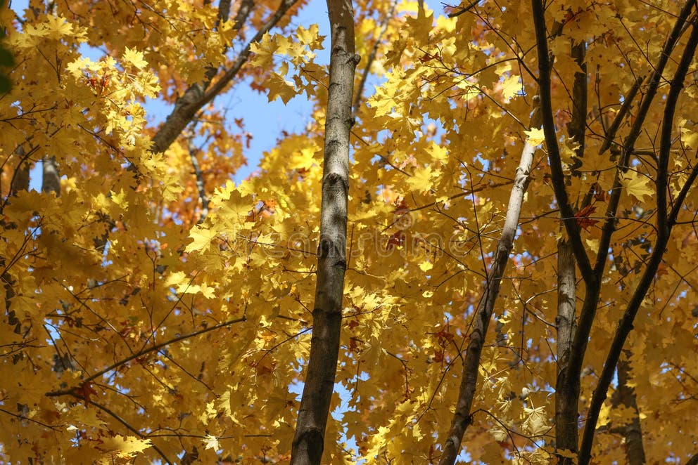 Maple Tree Branches in the Autumn Forest Stock Image - Image of forest ...