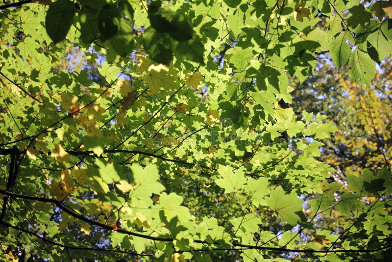 Maple tree branches stock photo. Image of nature, green - 103886980