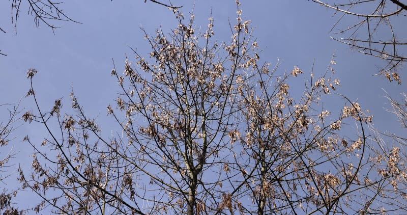Maple Tree Branches in the Park in Spring Sunny Weather Stock Footage ...