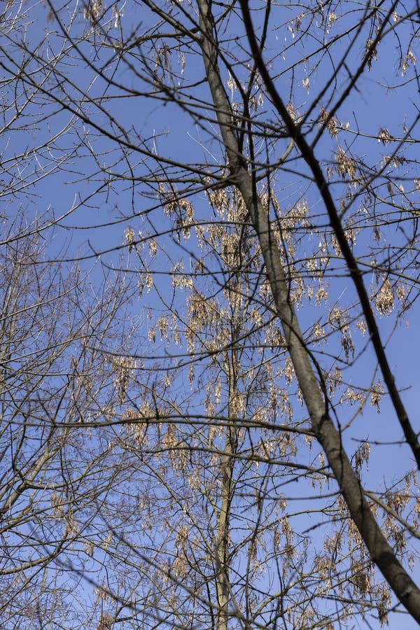 Maple Tree Branches in the Park in Spring Sunny Weather Stock Image ...