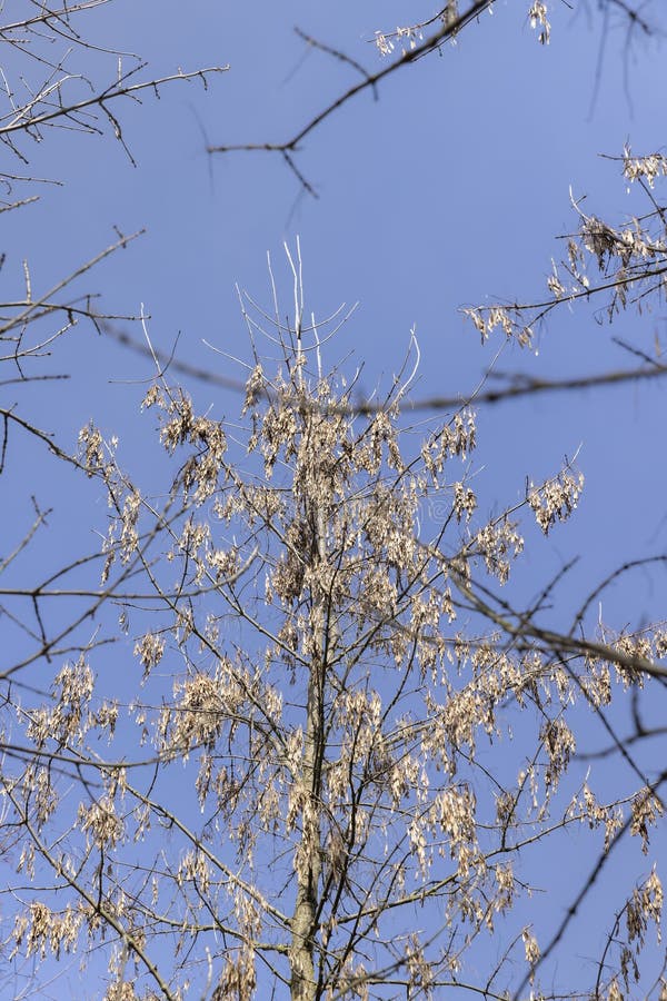Maple Tree Branches in the Park in Spring Sunny Weather Stock Image ...