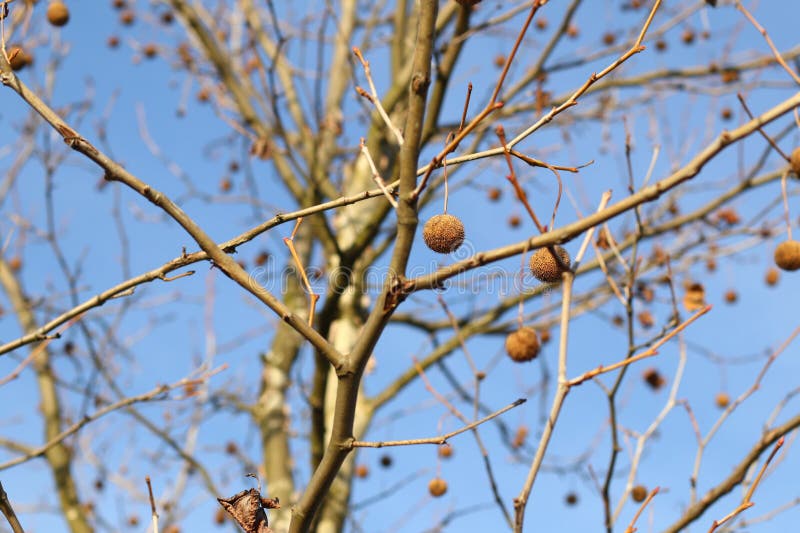 Maple Tree Branches with Spiky Fruit Stock Image - Image of frost, snow ...