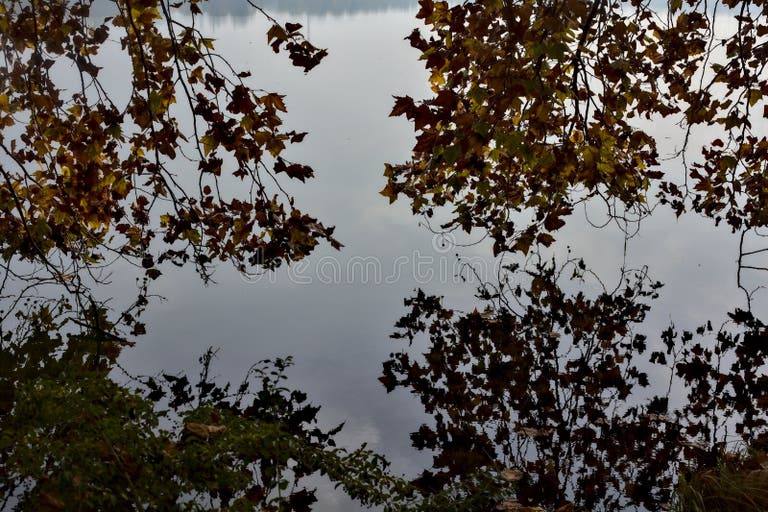 Maple Tree Branches and Their Reflections Casted on the Water Stock ...