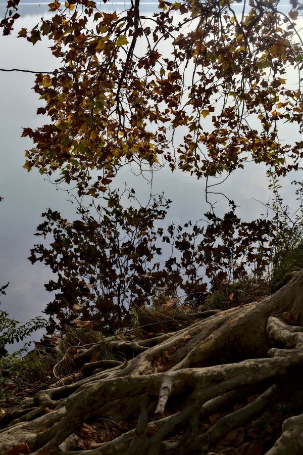 Maple Tree Branches and Their Reflections Casted on the Water Stock ...