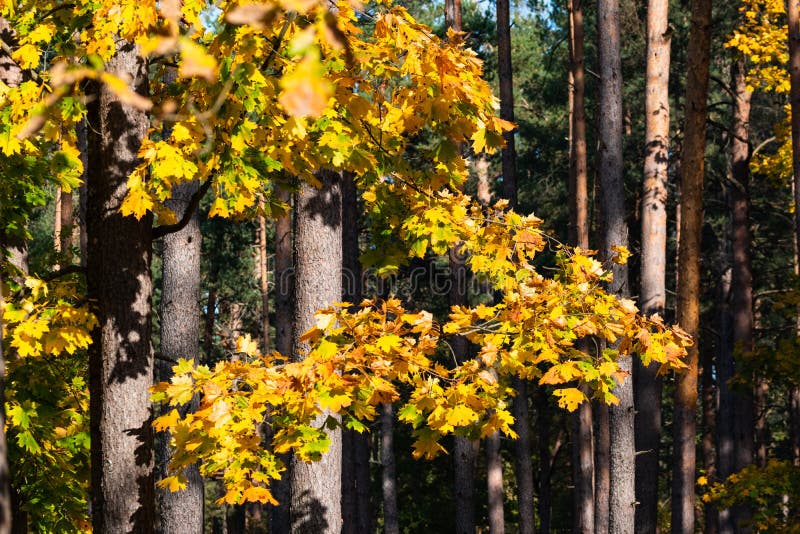 Maple Tree with Bright Highlighted Leaves in the Forest. Stock Photo ...