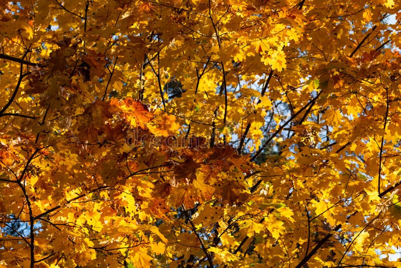 Maple Tree with Bright Highlighted Leaves in the Forest. Stock Photo ...
