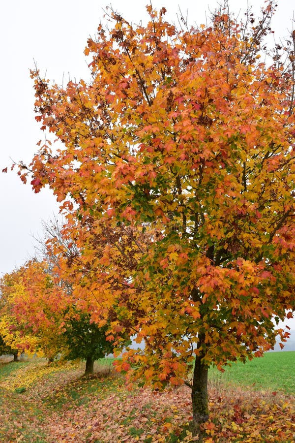 Maple Tree in Bright Orange Stock Image - Image of tree, canadian ...