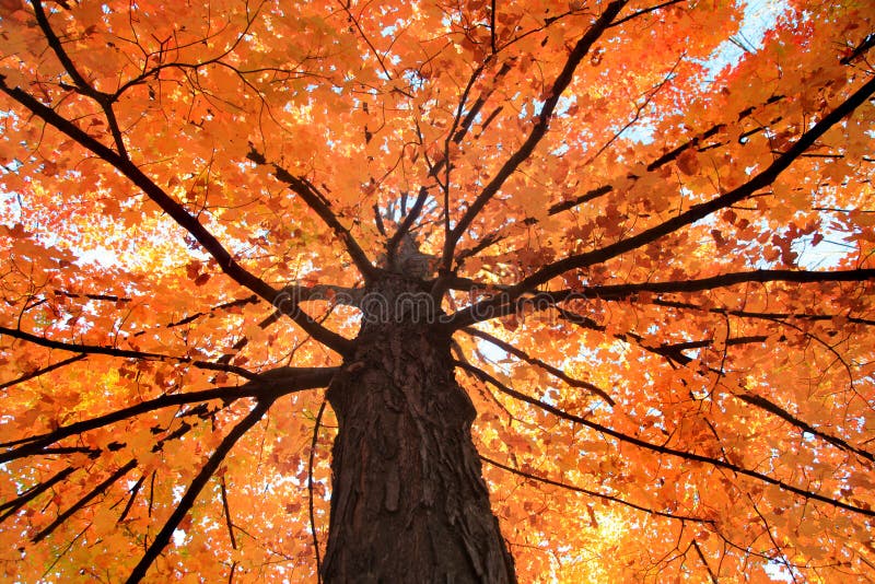 Maple tree stock photo. Image of scenery, plant, tall - 77308356