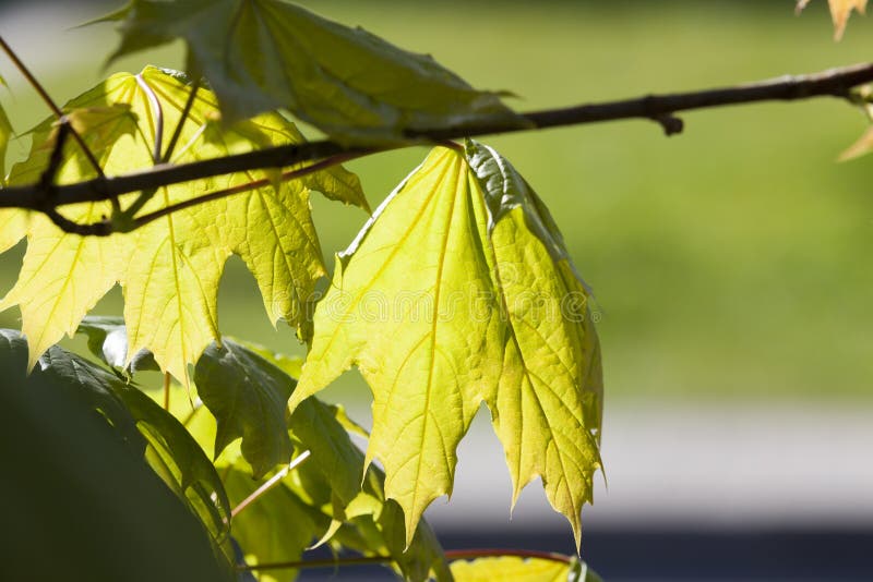 Maple tree stock image. Image of blossoming, beautiful - 121610269