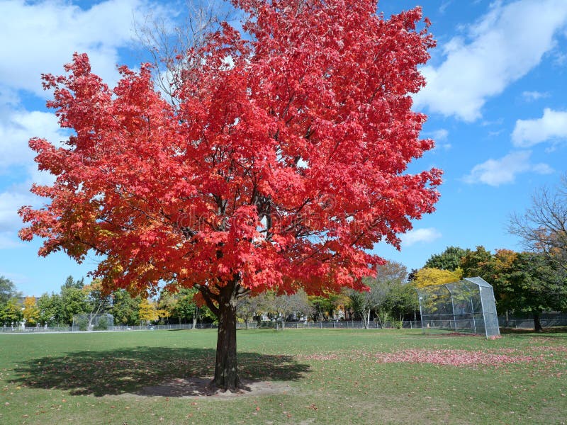 Maple Tree in Brilliant Red Fall Color Stock Photo - Image of grass ...