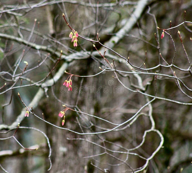 Maple Tree Buds Popping with Spring Time Color April 2023 Stock Image ...