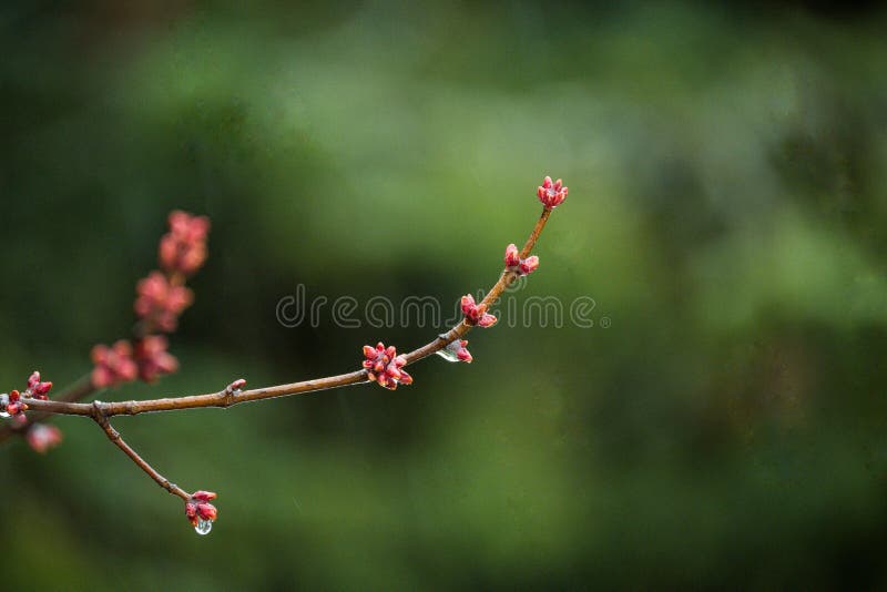 Maple Tree Buds in the Spring Time Stock Image - Image of plant, branch ...