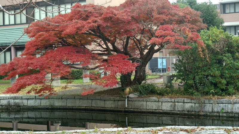 A Maple Tree, Called Momiji in Japanese, Grows in Front of a Lake on ...