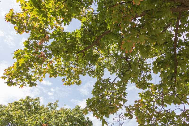 A Maple Tree Canopy with Green Leaves, on a Summer Day with a Blue Sky ...