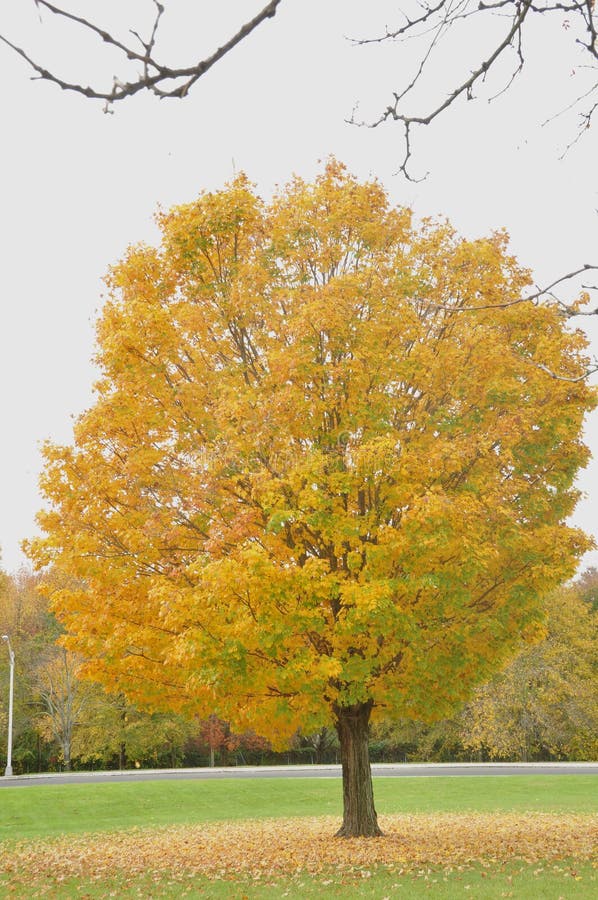 Maple tree stock image. Image of fall, branches, seasons - 35859387