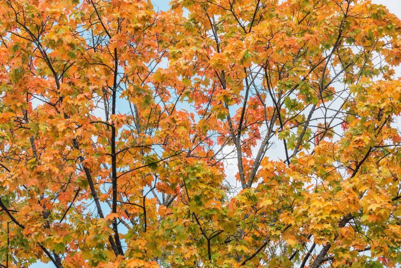 Maple Tree in the City Park at Autumn Day Stock Image - Image of autumn ...